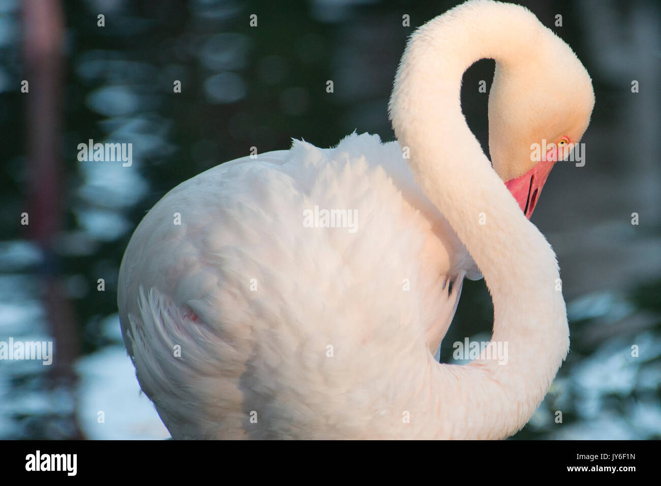 Greater flam hi-res stock photography and images - Alamy