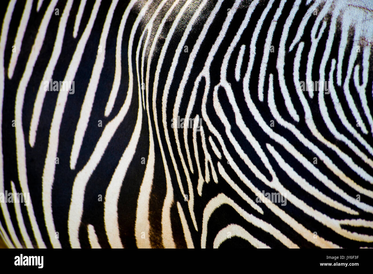 Hoofstock hi-res stock photography and images - Alamy