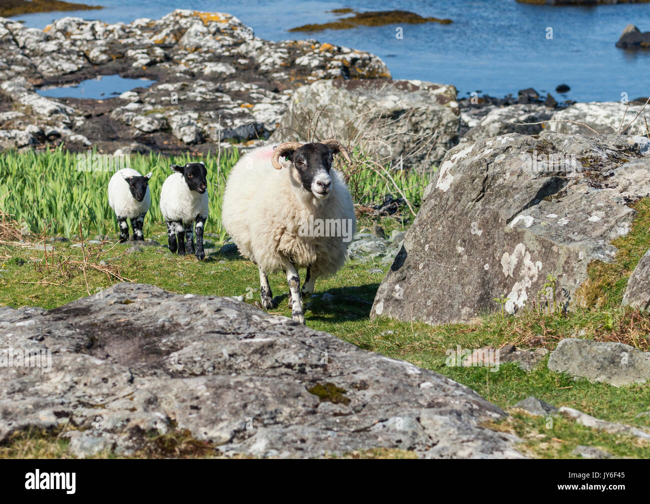 Sheep on the Isle of Mull Stock Photo - Alamy