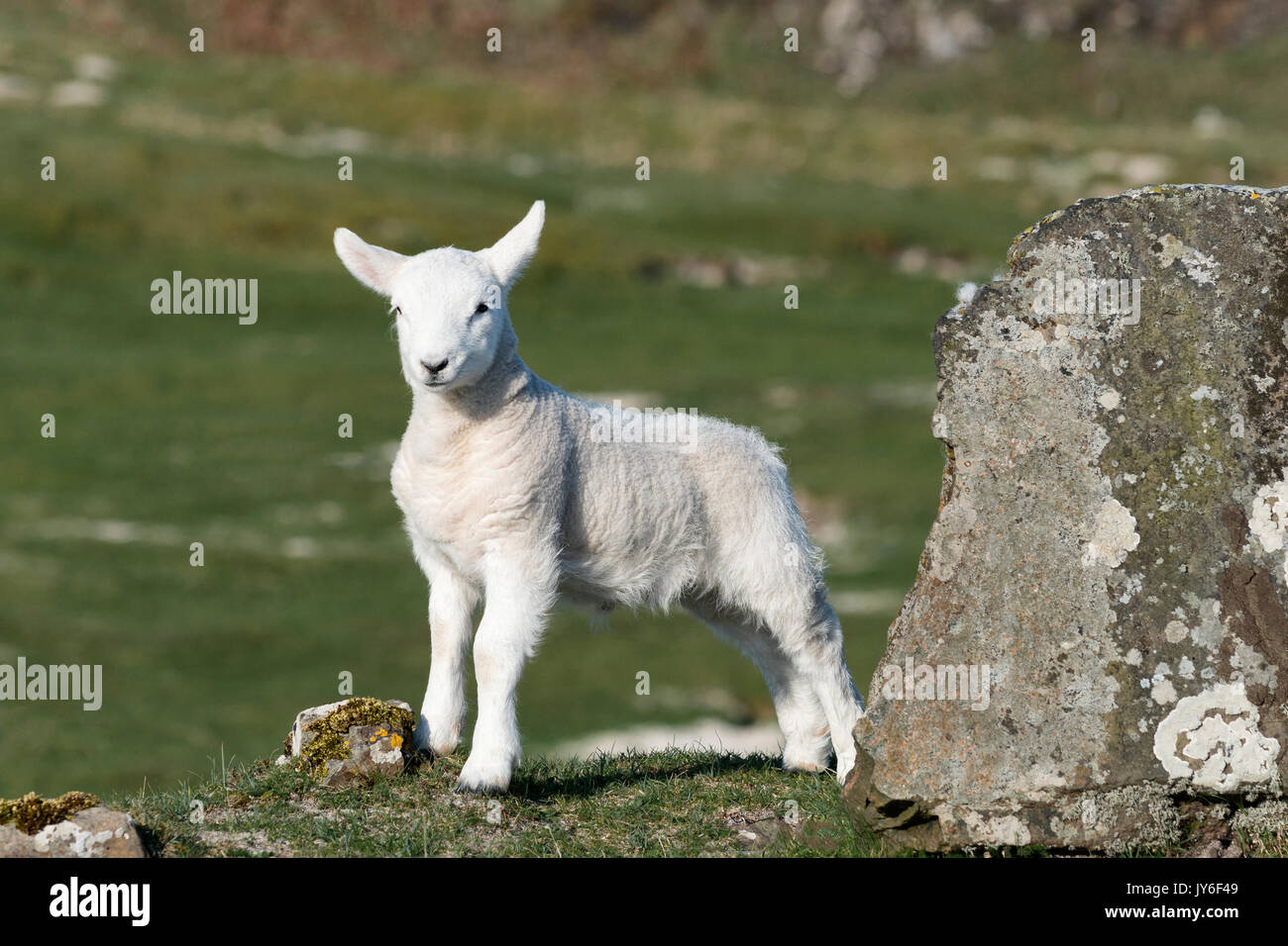 Sheep on the Isle of Mull Stock Photo - Alamy