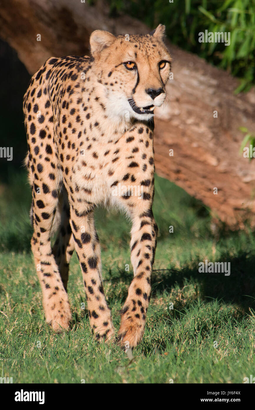 Long, Lean Cheetah Stock Photo - Alamy