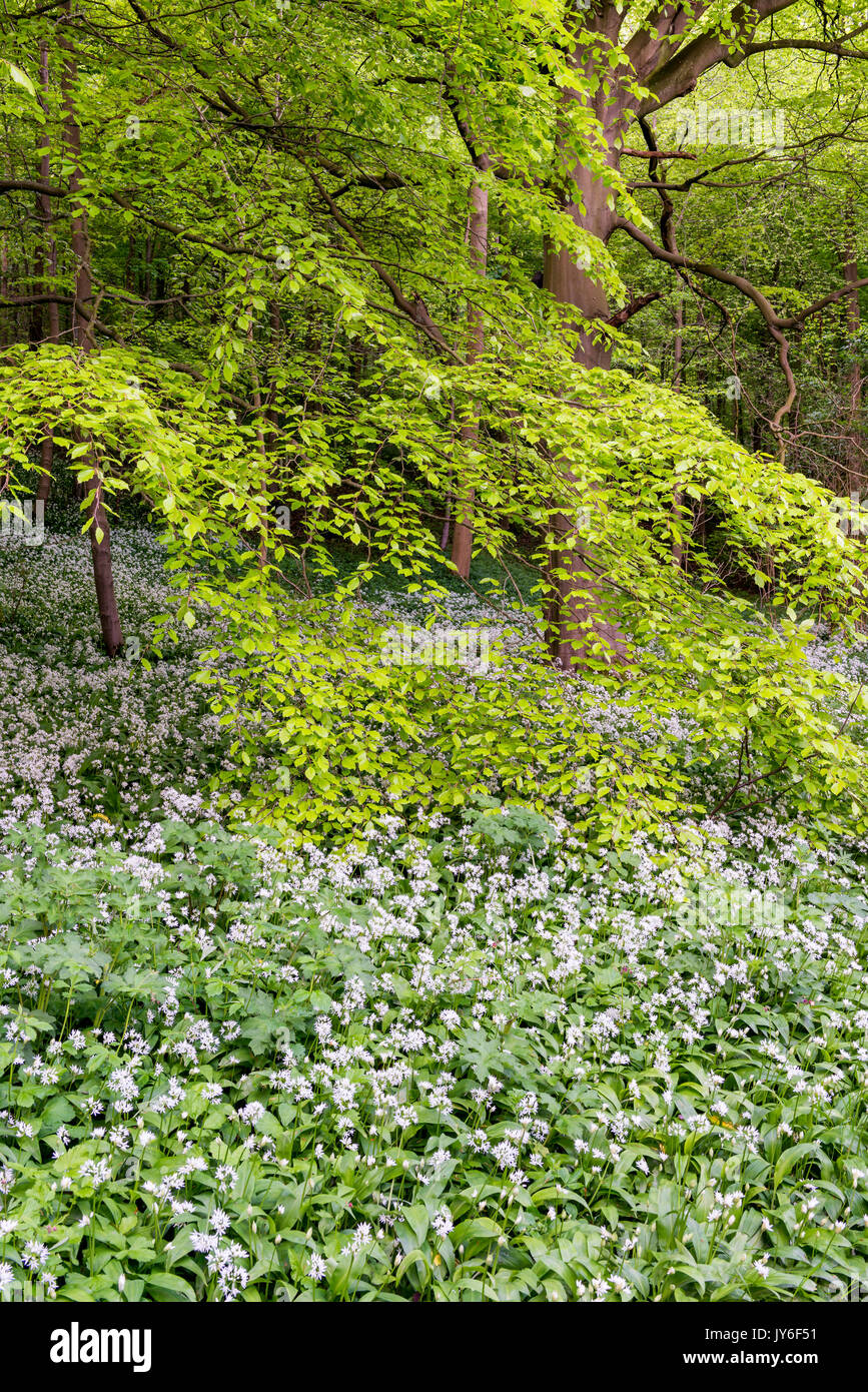 Garlick hi-res stock photography and images - Alamy