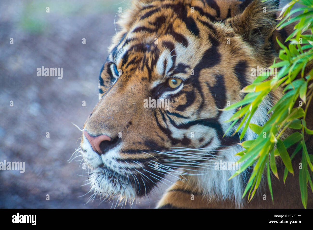 Tigers of sumatra hi-res stock photography and images - Alamy