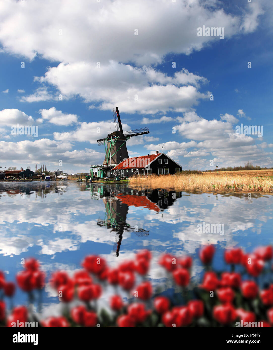 Traditional Dutch windmills with red tulips in Zaanse Schans, Amsterdam ...