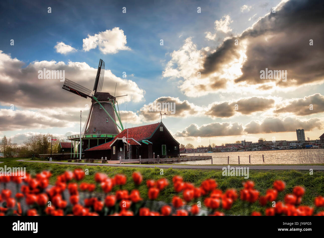 Traditional Dutch windmills with red tulips in Zaanse Schans, Amsterdam ...