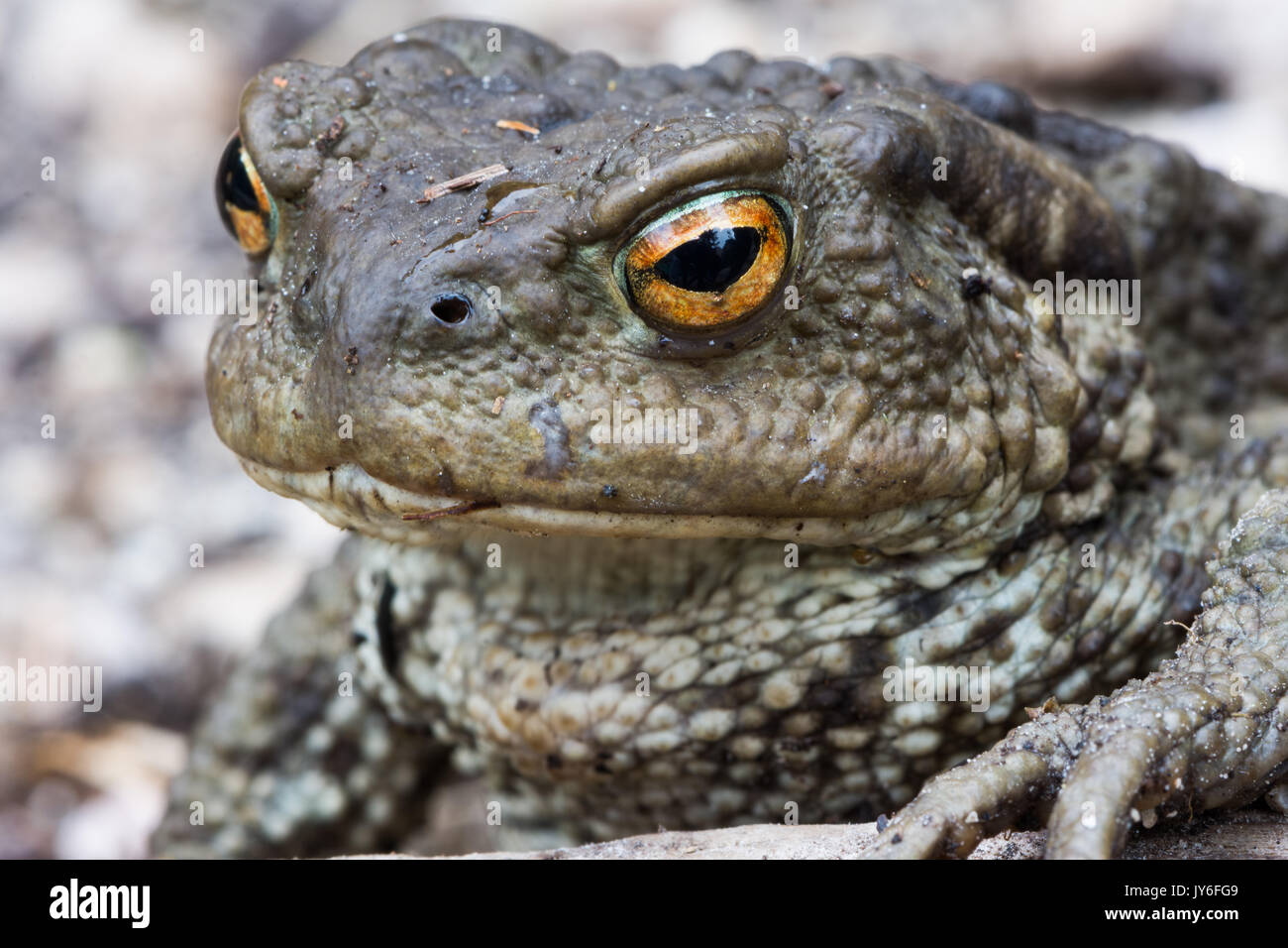 A true toad is any member of the family Bufonidae, in the order Anura ...