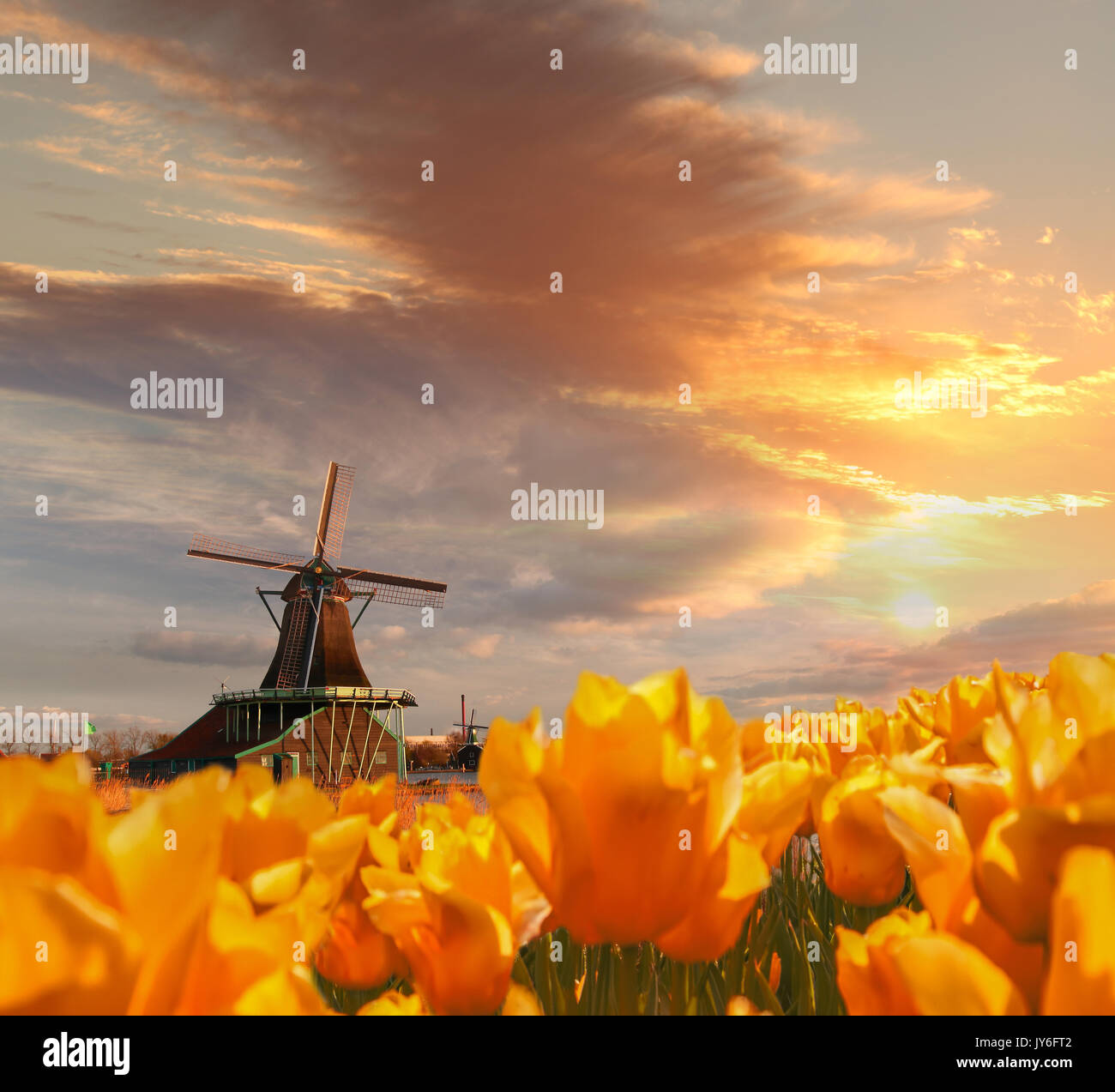 Traditional Dutch windmill with tulips in Zaanse Schans, Amsterdam area ...