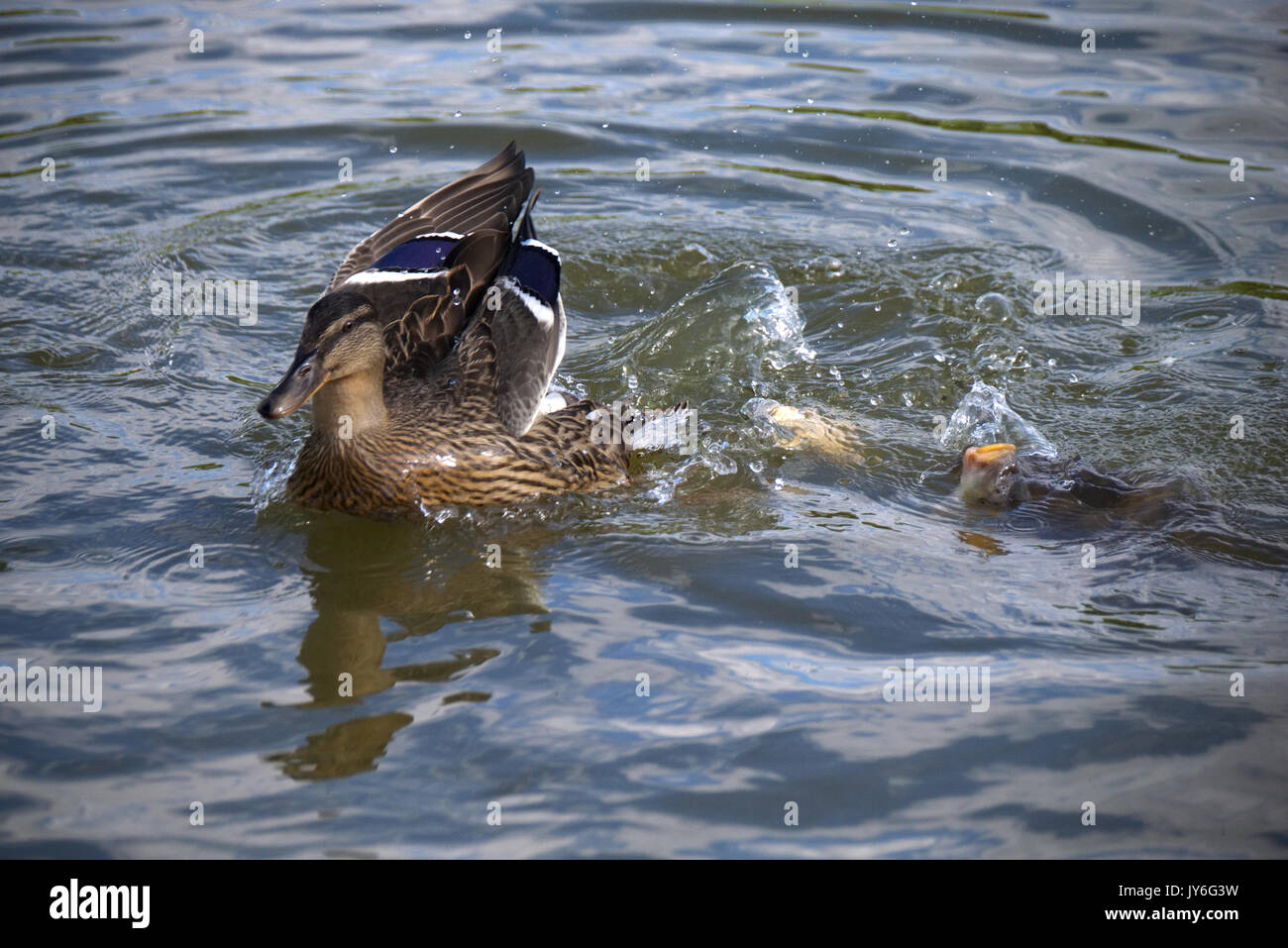 Mallard duck startled as a carp fish comes to the surface for bread ...