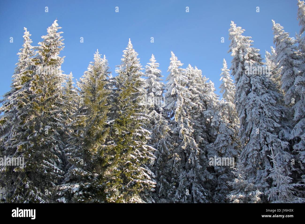 Frozen firs hi-res stock photography and images - Alamy