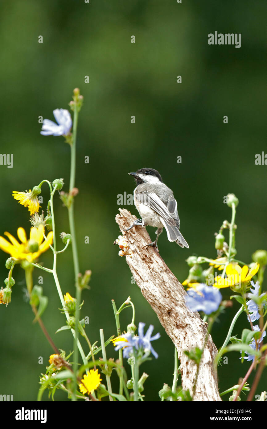 Chickadee in summer hi-res stock photography and images - Alamy
