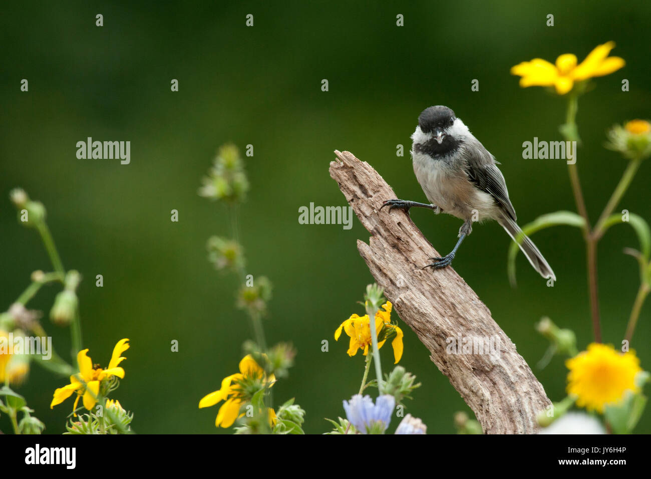Chickadee in wildflowers hi-res stock photography and images - Alamy