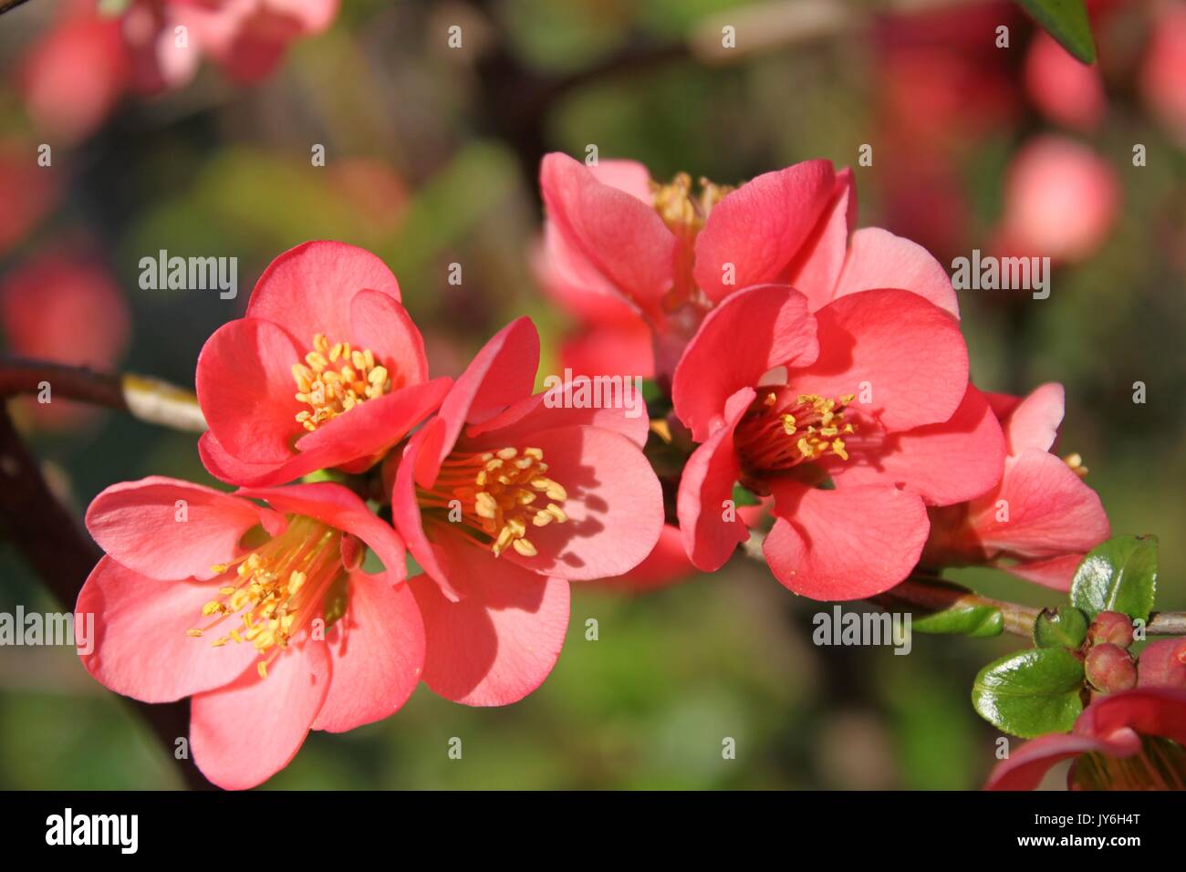Japanese quince flower hi-res stock photography and images - Alamy