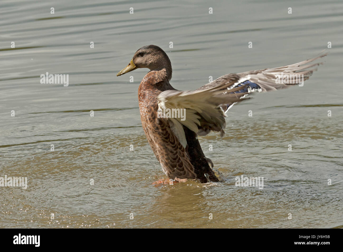 Duck flaps wings Stock Photo - Alamy