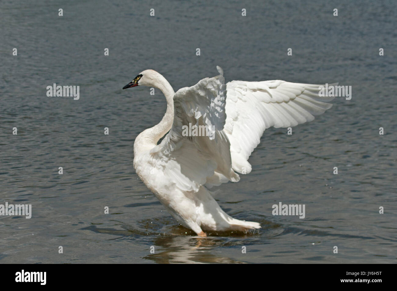Flaps wings hi-res stock photography and images - Alamy