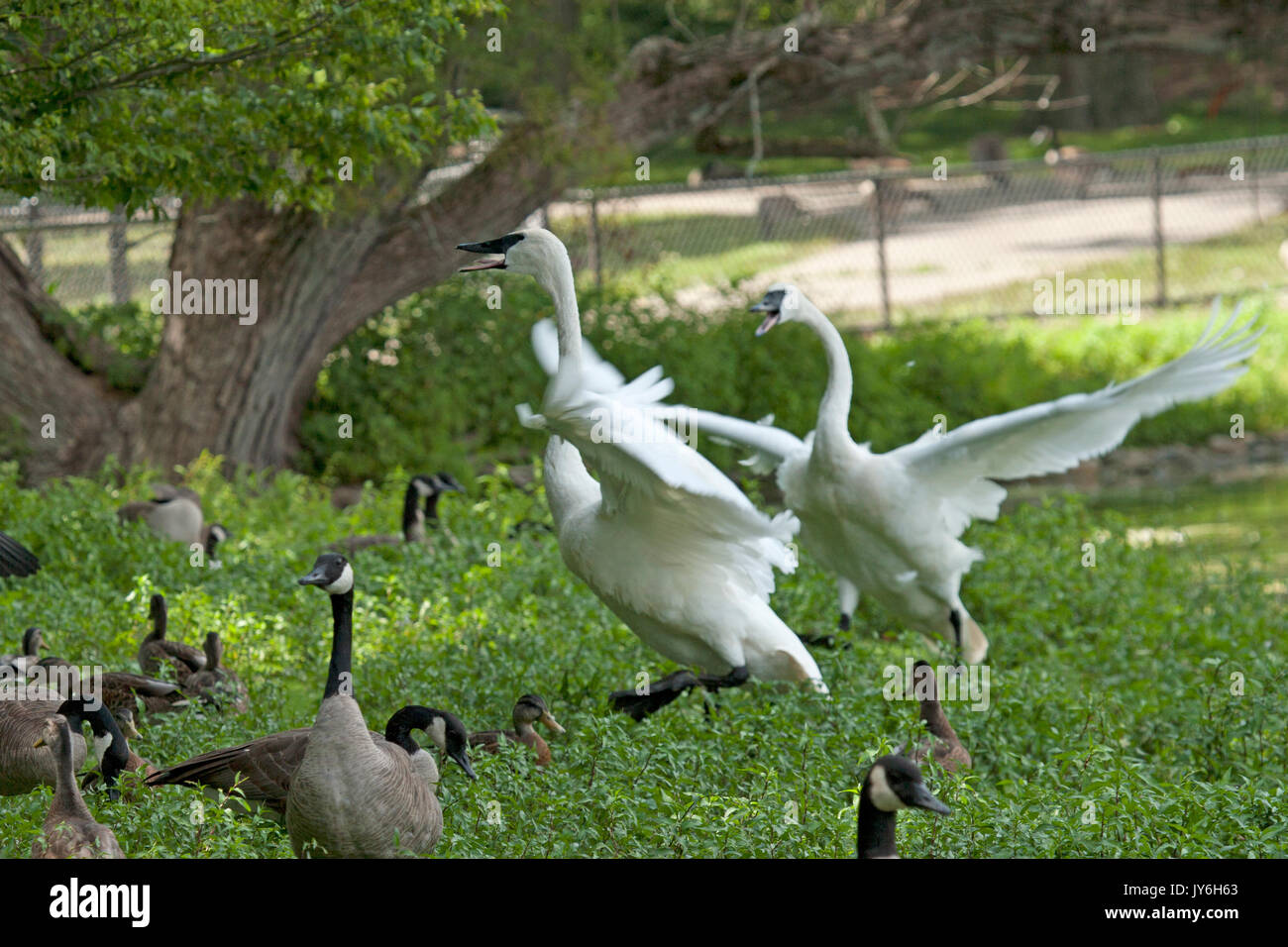 Chase preserve hi-res stock photography and images - Alamy