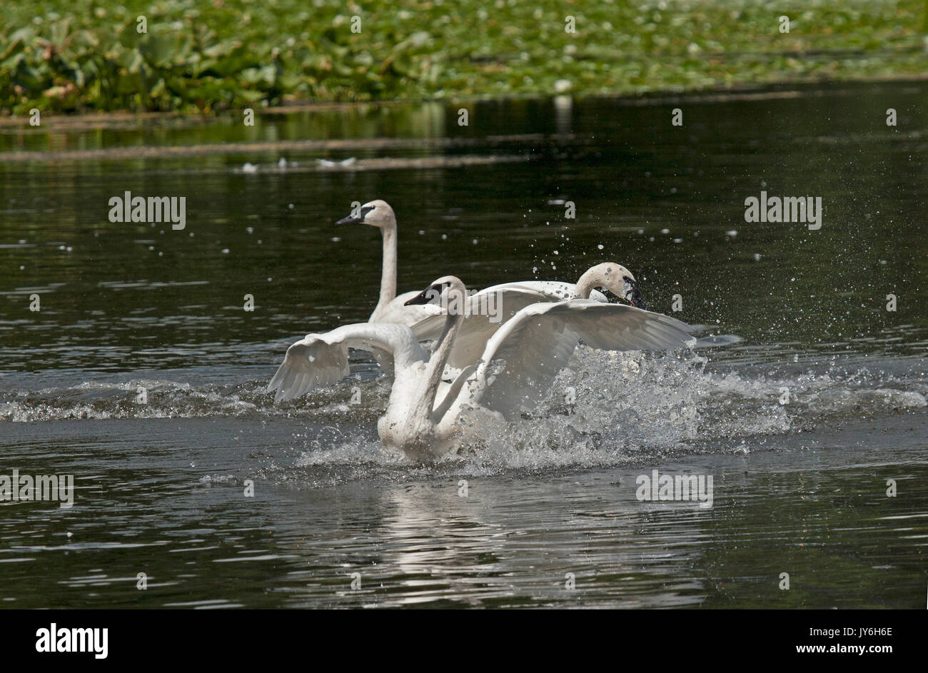 Three swans splashing Stock Photo - Alamy