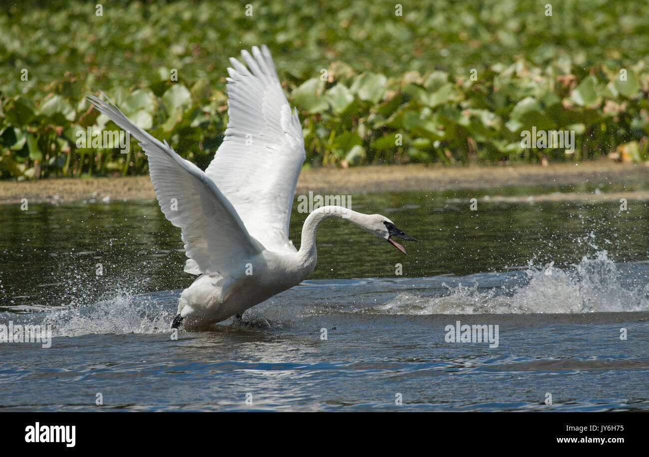 Swan taking off from water Stock Photo - Alamy