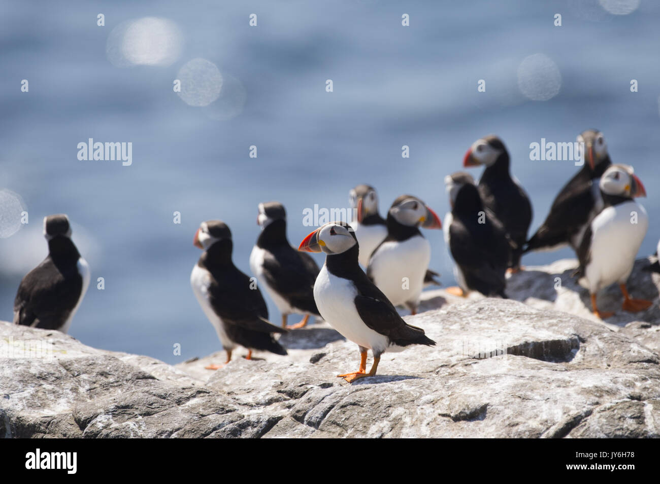 Puffins spend their last two weeks on Inner Farne and Staple Island ...