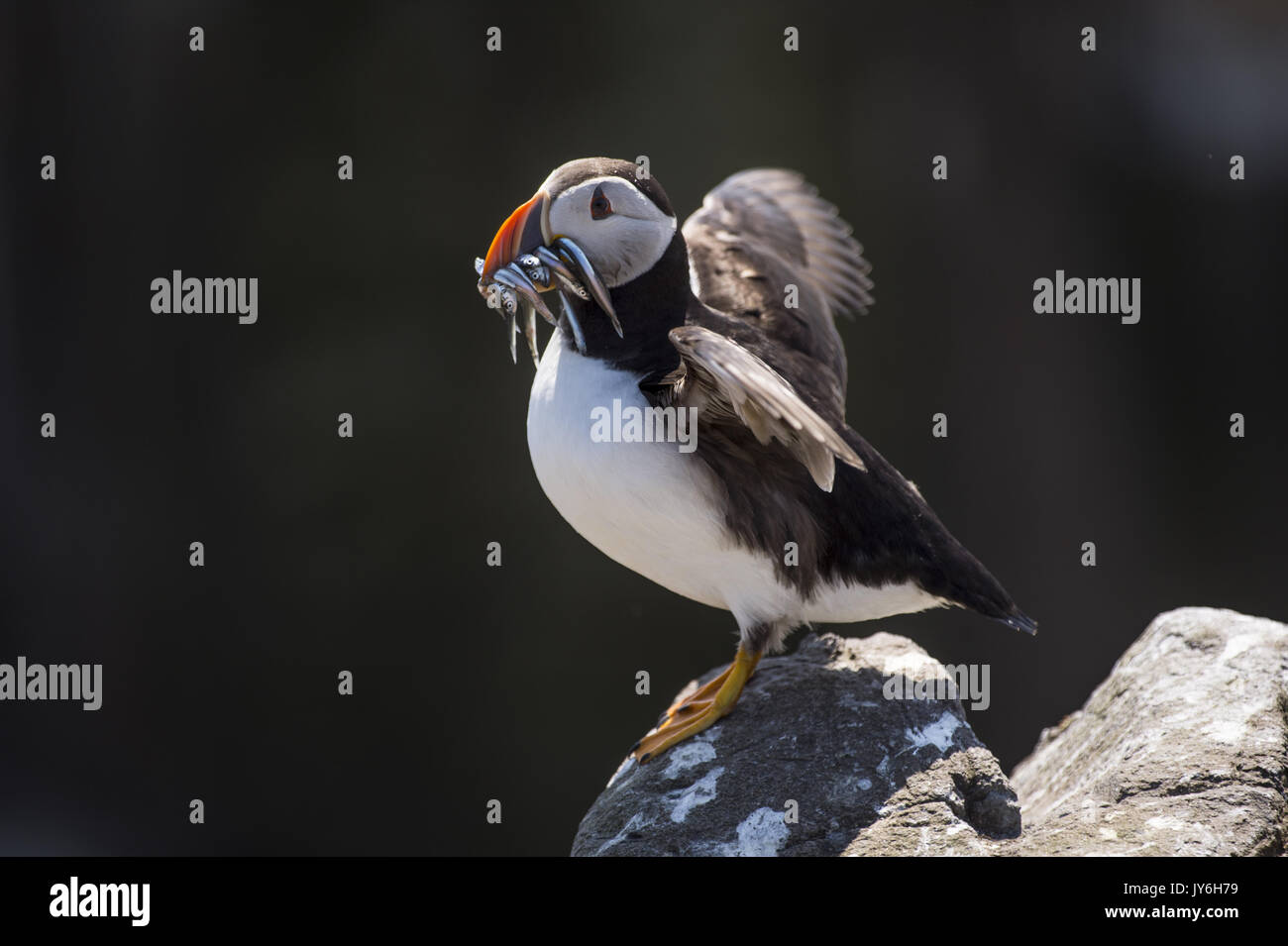 Puffins spend their last two weeks on Inner Farne and Staple Island ...