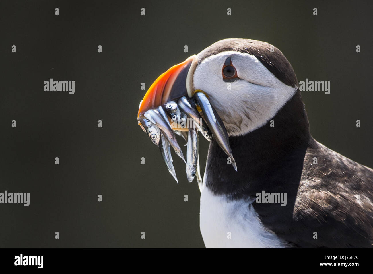 Puffins spend their last two weeks on Inner Farne and Staple Island ...