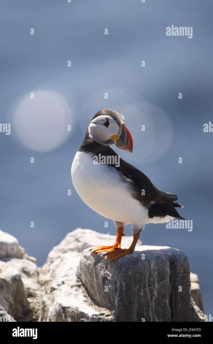 Puffins spend their last two weeks on Inner Farne and Staple Island ...