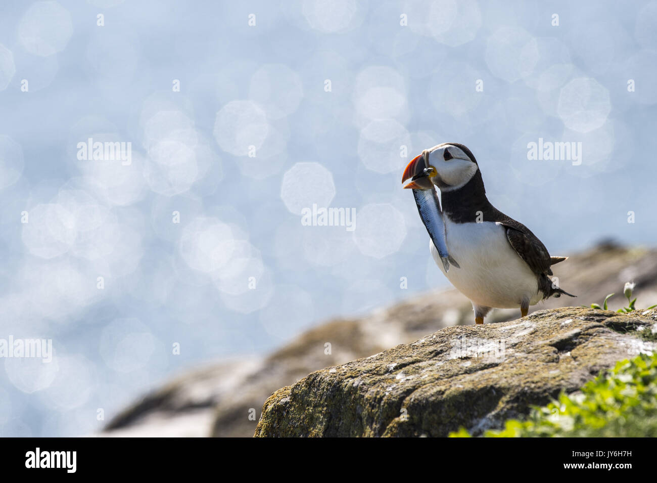 Puffins spend their last two weeks on Inner Farne and Staple Island ...