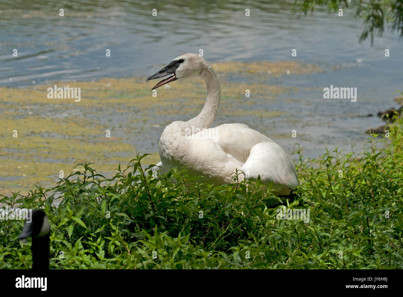 Swan vocalizing hi-res stock photography and images - Alamy