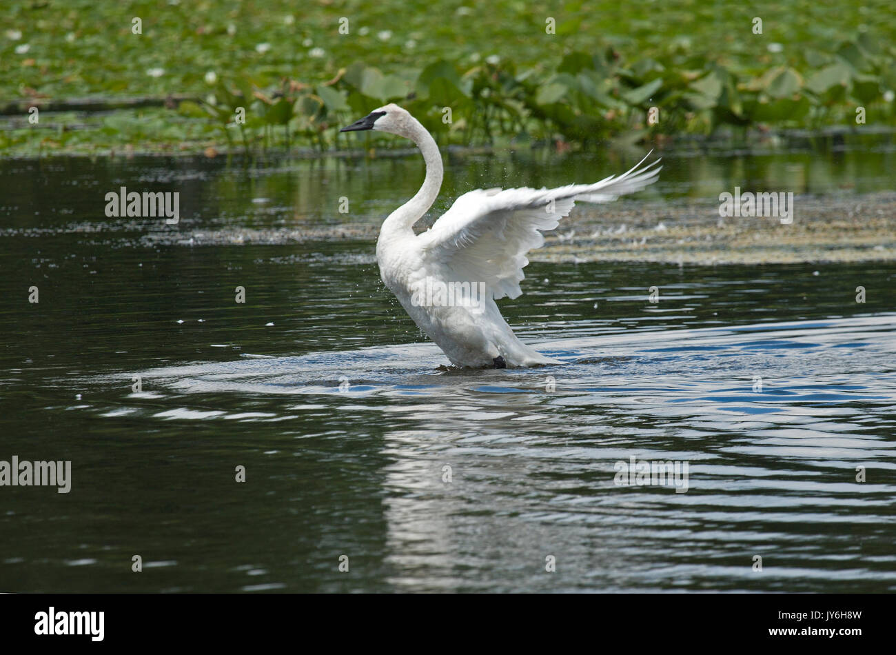 Swan lifts out of water Stock Photo - Alamy