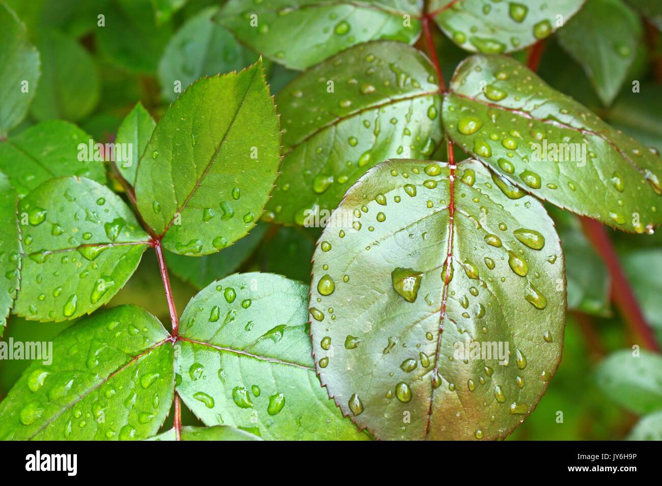 Dew on rose leaves Stock Photo - Alamy