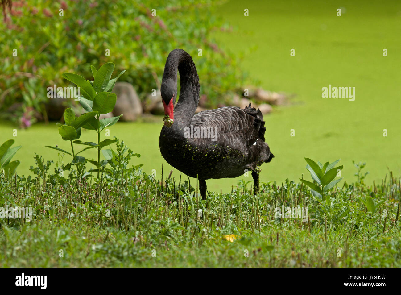 Black swan walking hi-res stock photography and images - Alamy