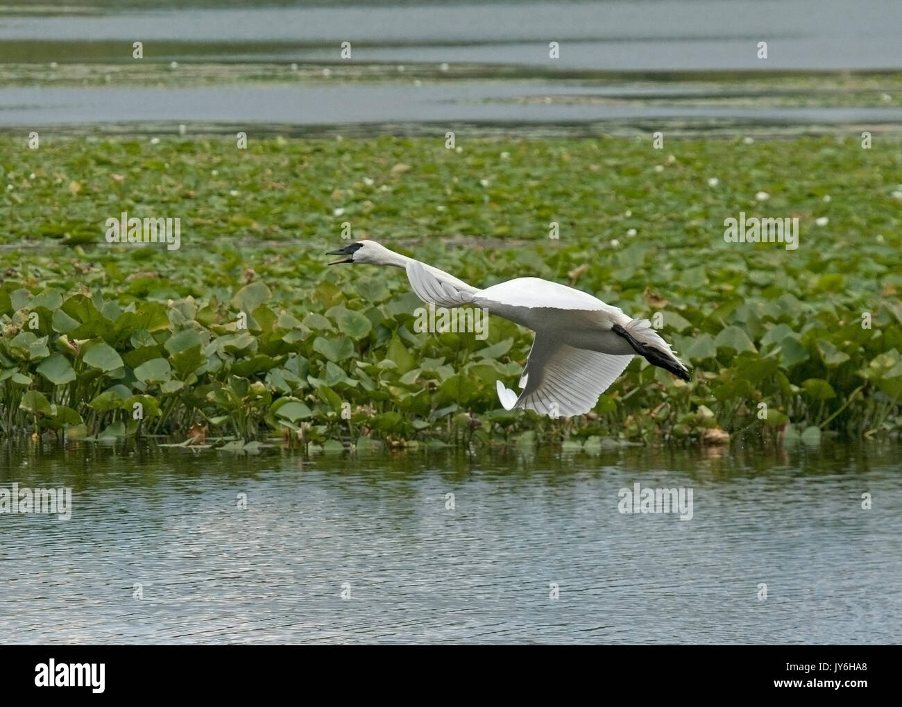 Swan flying over marsh Stock Photo - Alamy