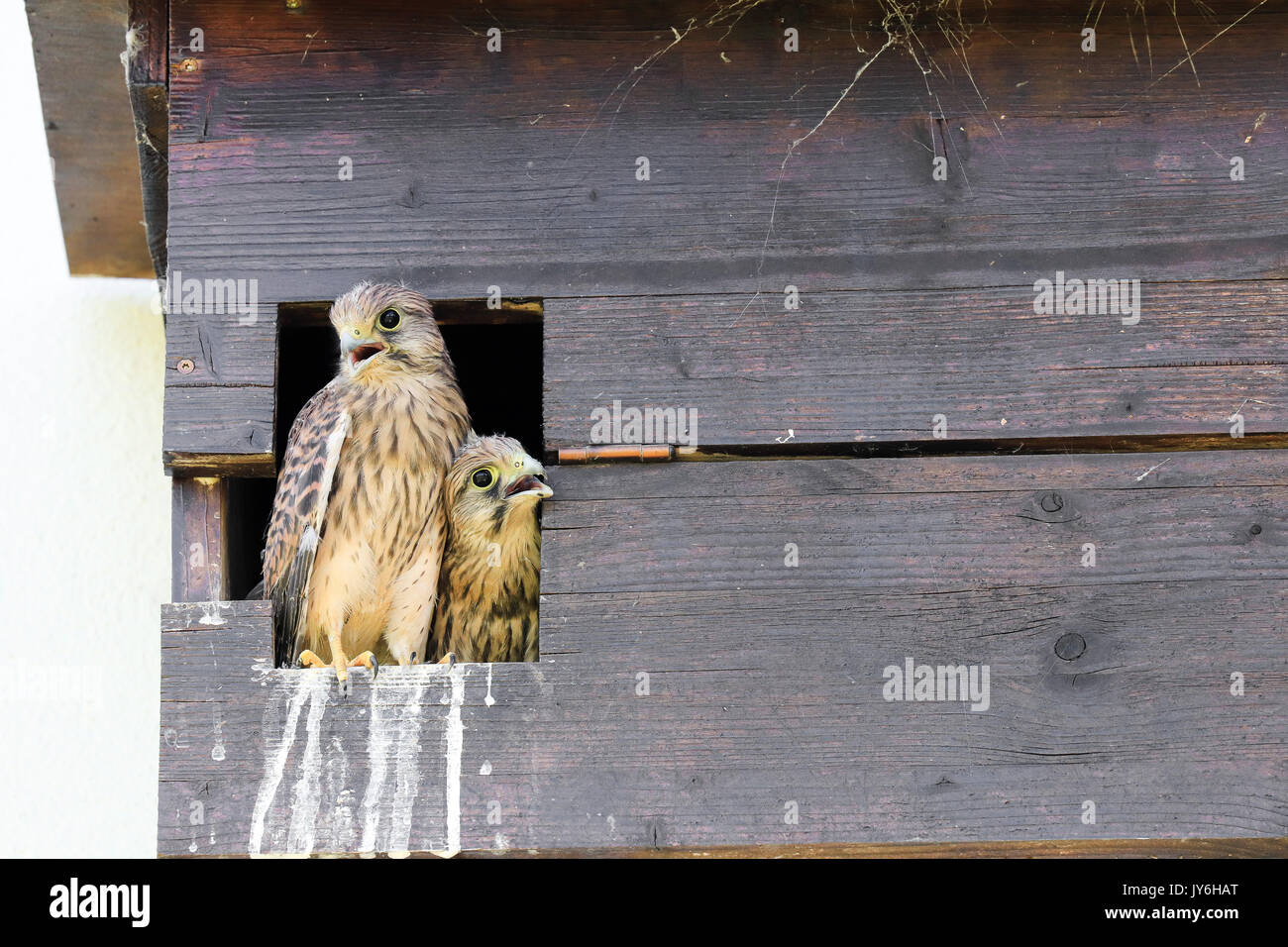 Kestrels chicks nest nesting hi-res stock photography and images - Alamy