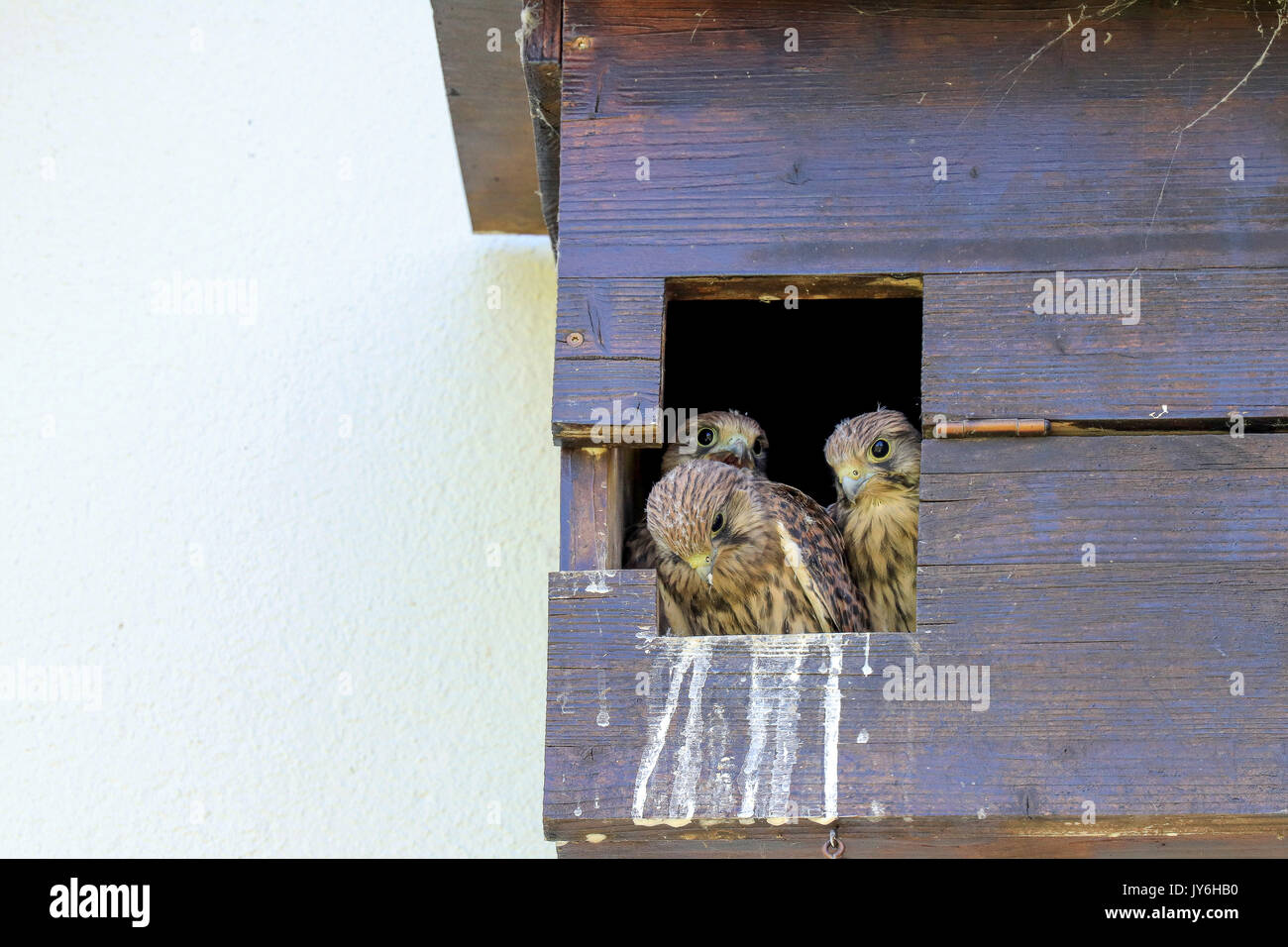 Common kestrel chicks hi-res stock photography and images - Alamy