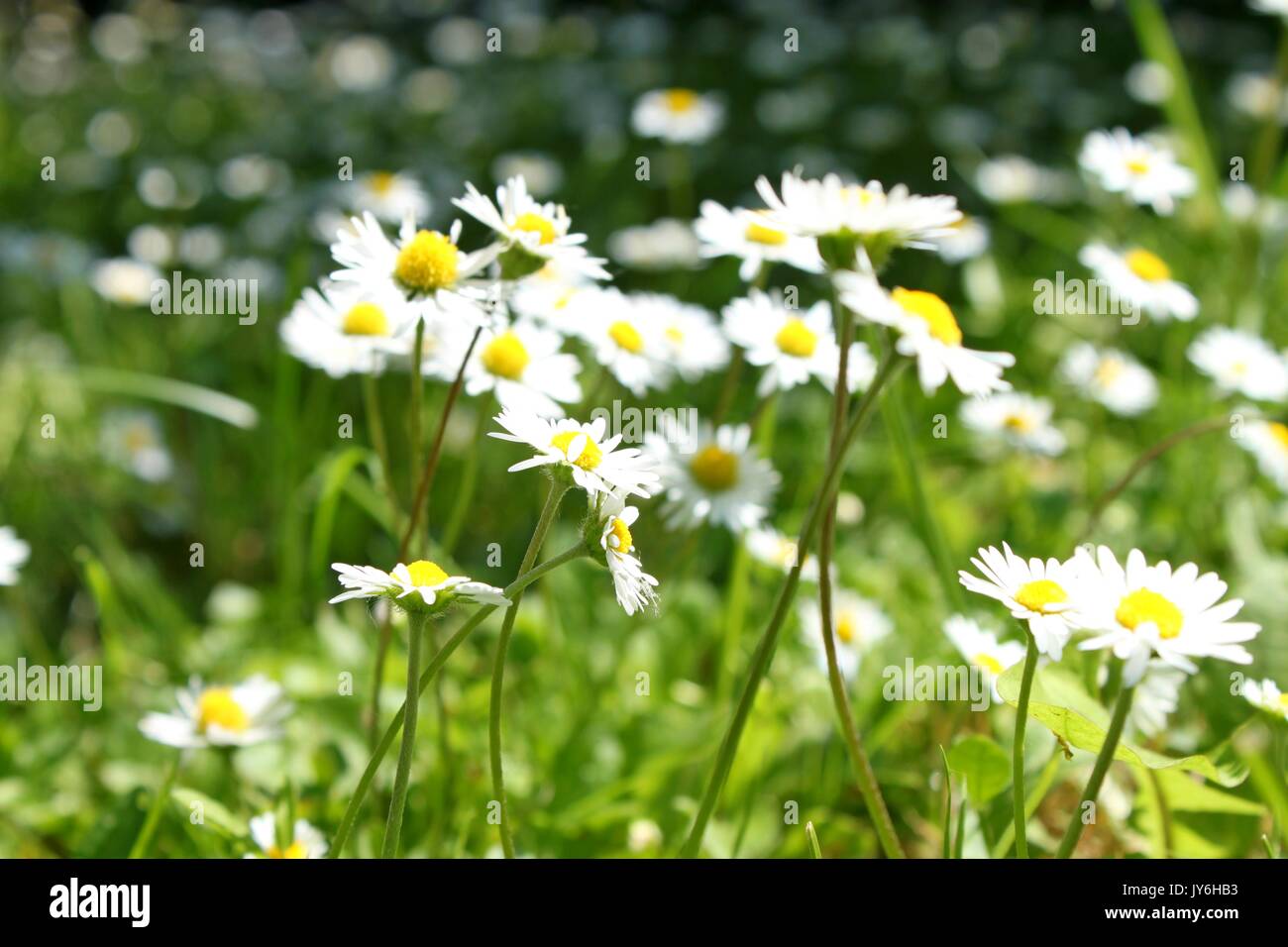 Daisies leaves in grass hi-res stock photography and images - Alamy