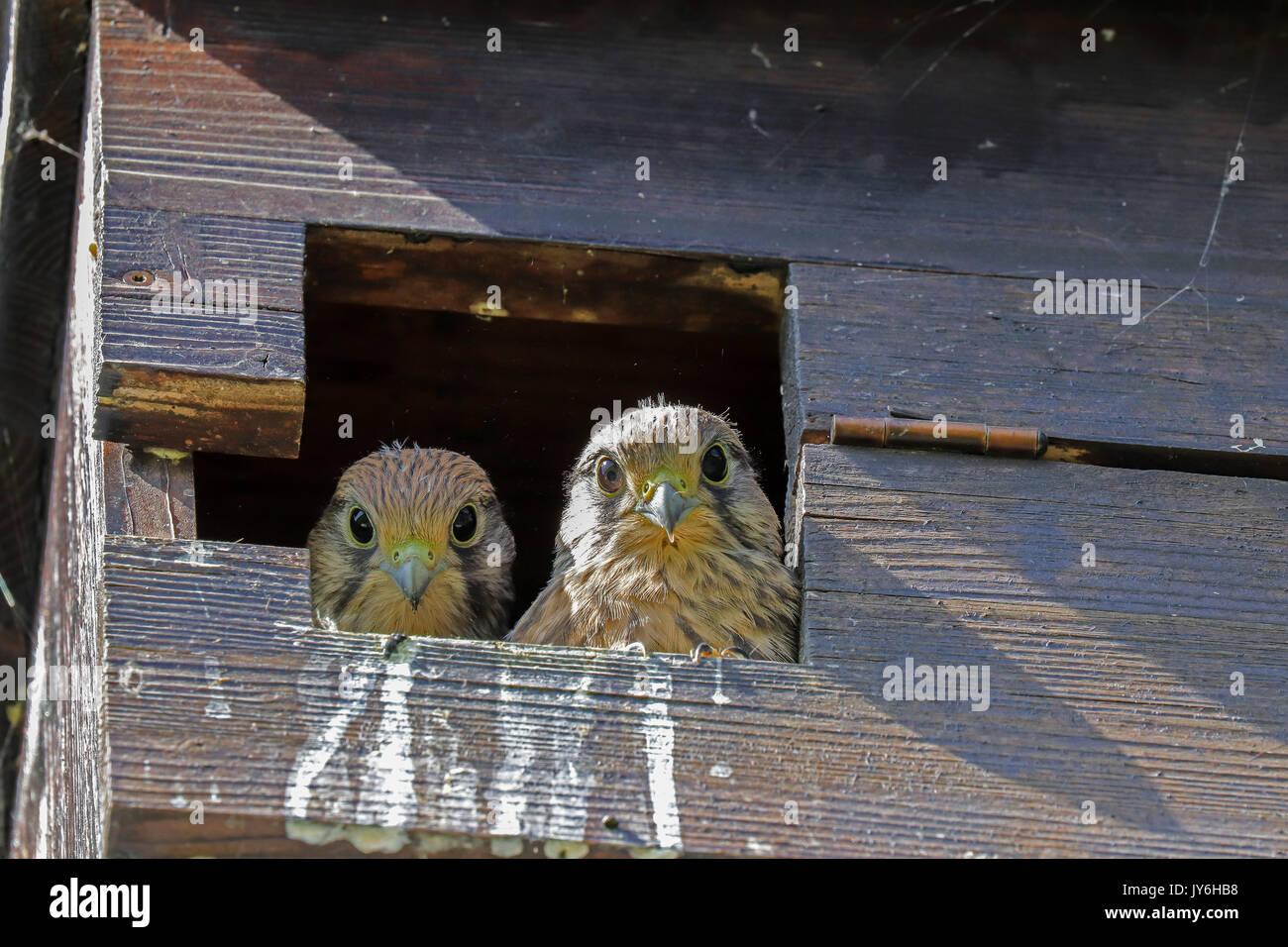 Kestrel Nest Box Stock Photos & Kestrel Nest Box Stock Images - Alamy