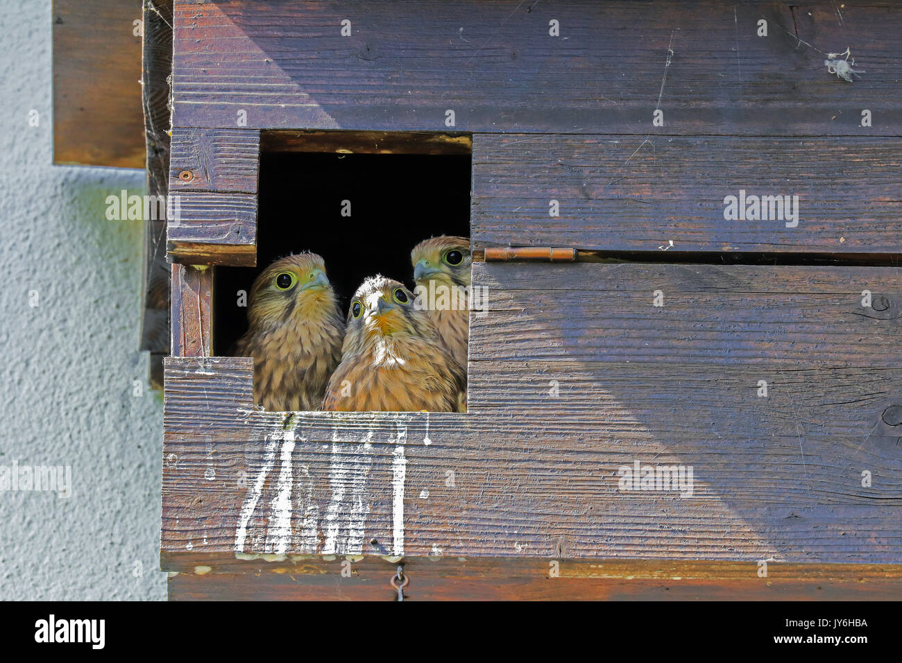 Common kestrel chicks hi-res stock photography and images - Alamy