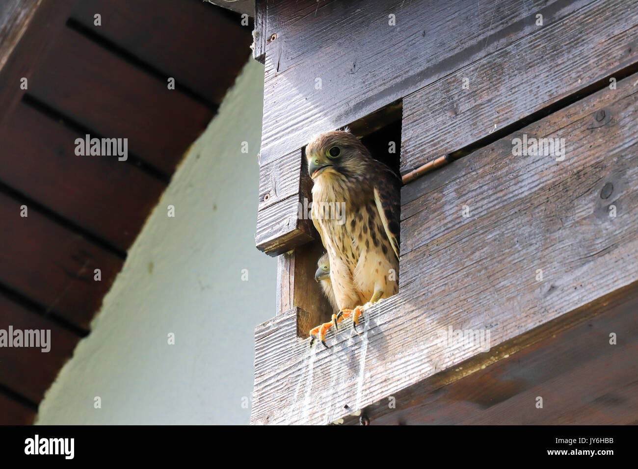 Kestrels in nest box hi-res stock photography and images - Alamy