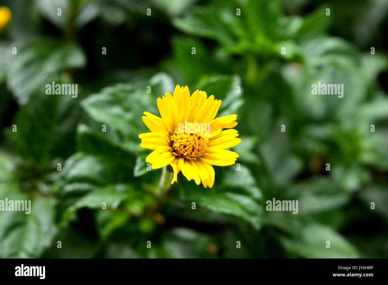 Yellow daisy background wallpaper hi-res stock photography and images ...