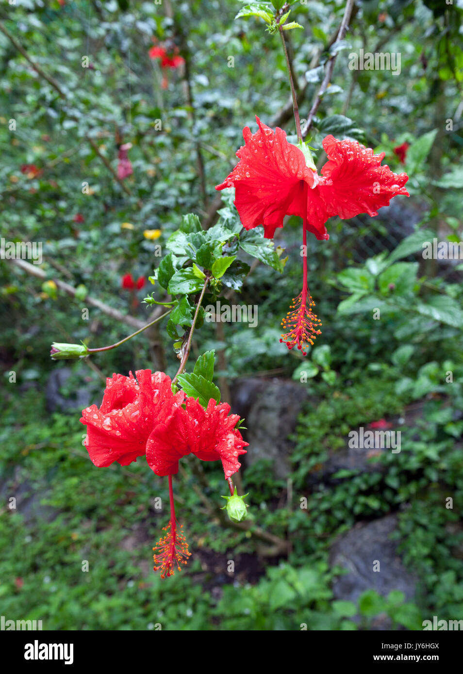 Tropical flowers malaysia hi-res stock photography and images - Alamy