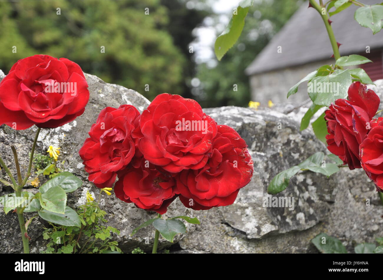 Climbing roses uk wall hi-res stock photography and images - Alamy