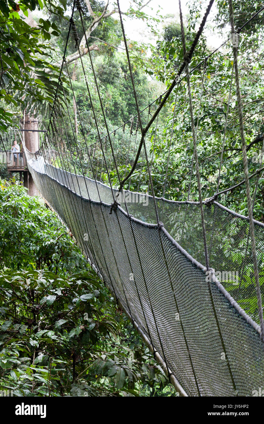 Canopy walk at Kinabalu Park, west coast of Sabah, Malaysian Borneo ...
