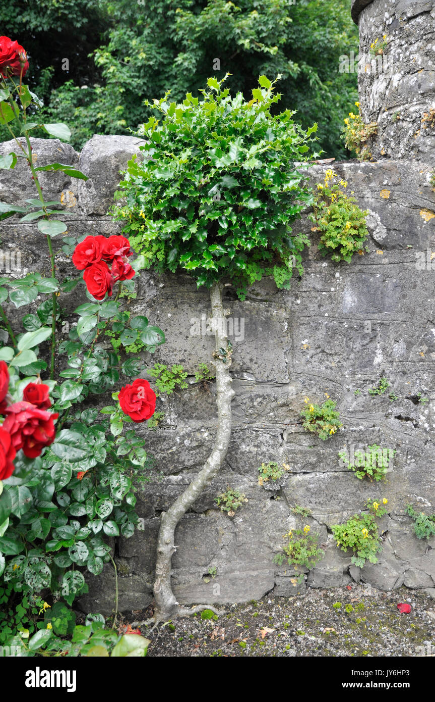 Climbing roses uk wall hi-res stock photography and images - Alamy