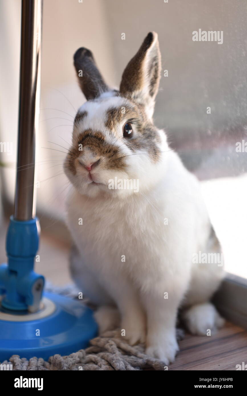 Cute bunny snow hi-res stock photography and images - Alamy