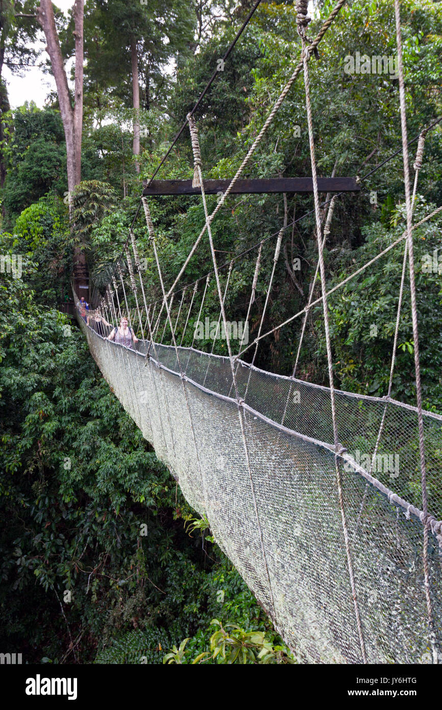 Rain rainforest bridge wood hi-res stock photography and images - Alamy
