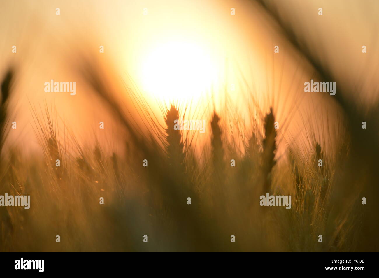 Zimbabwe Farm Wheat High Resolution Stock Photography and Images - Alamy