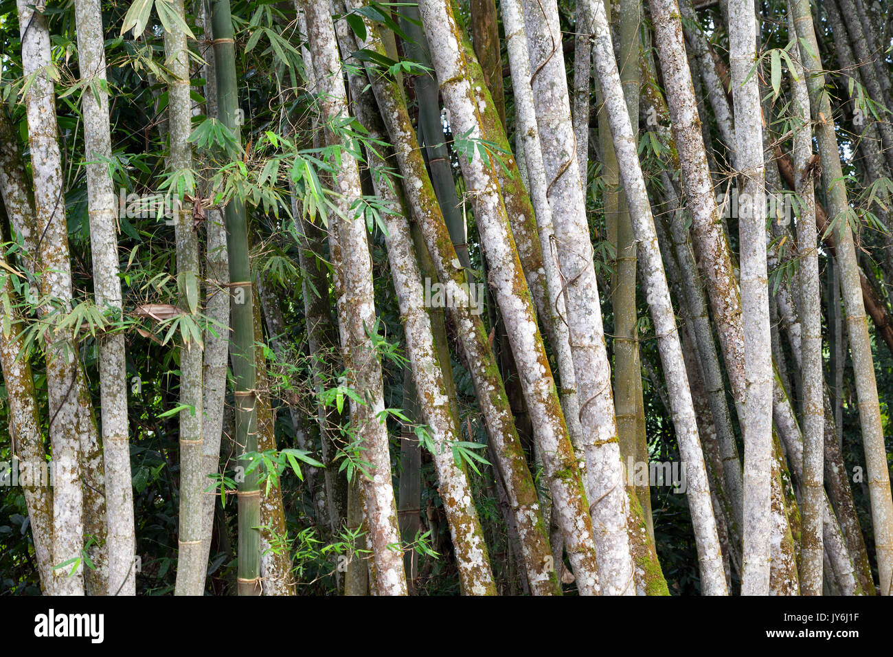Rainforest trees at Kinabalu Park, Borneo, Malaysia Stock Photo - Alamy