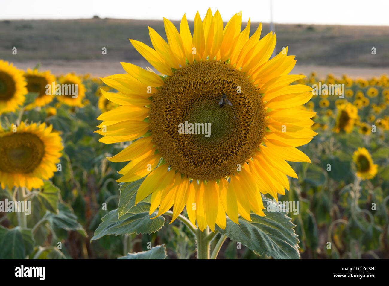 A sunflower watching the sun, a small visitor a fly Stock Photo - Alamy