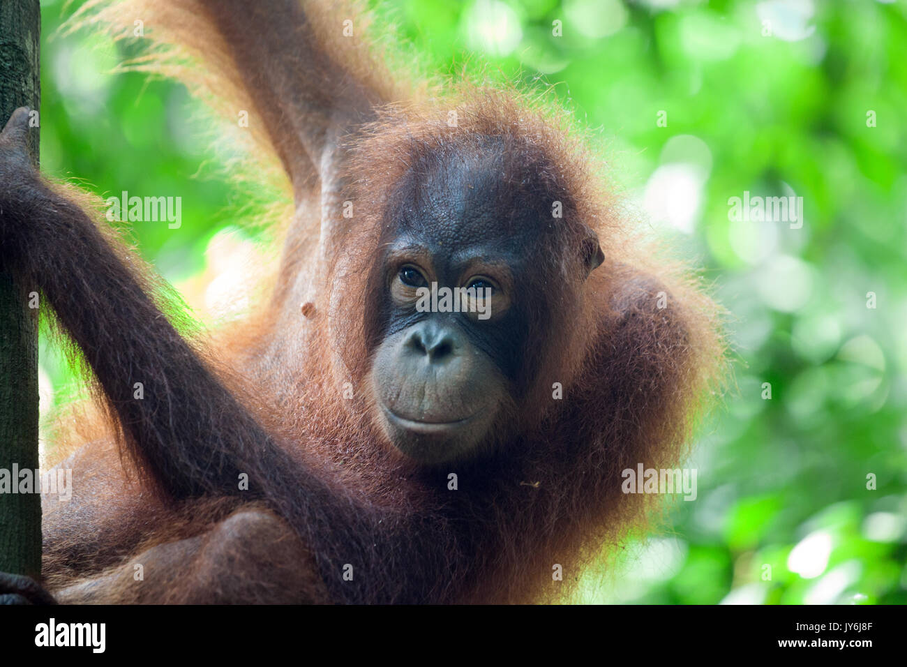 Orangutan (Pongo pygmaeus) in tree, Sepilok Forest Reserve, Sabah ...