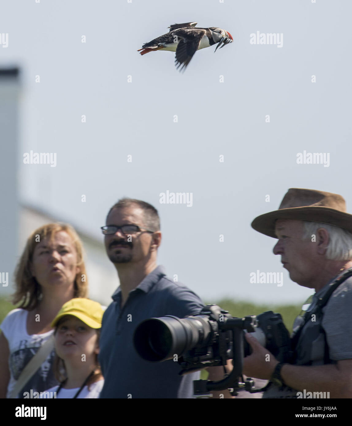 Puffins spend their last two weeks on Inner Farne and Staple Island ...