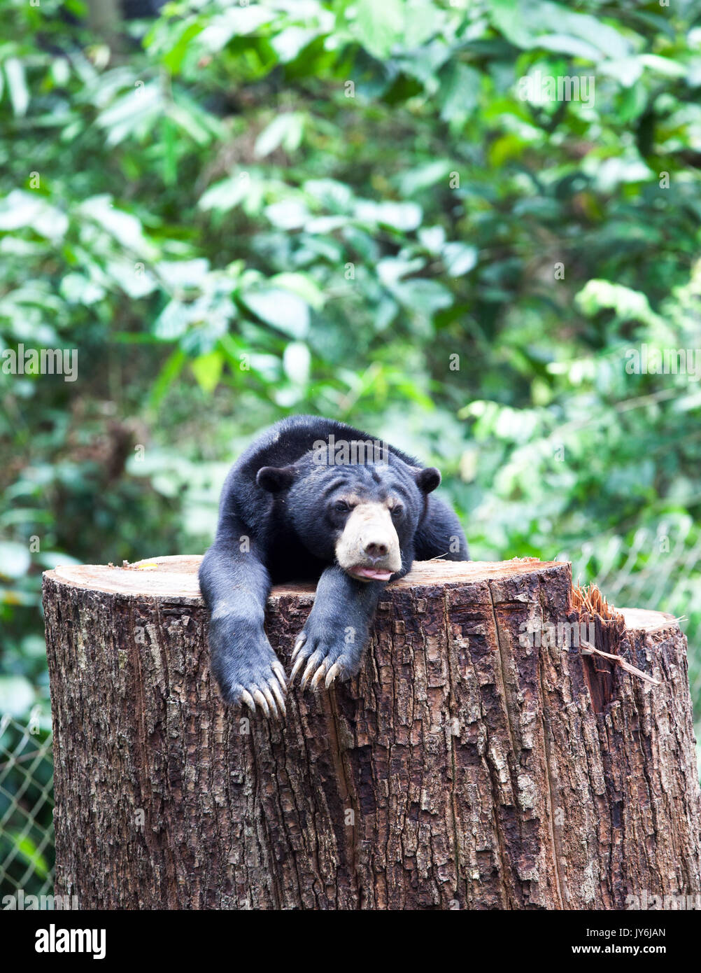 Sun bear, Borneo, Malaysia Stock Photo - Alamy